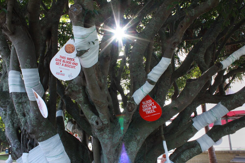 North Queensland blood donor marks impressive 302 milestone during ...