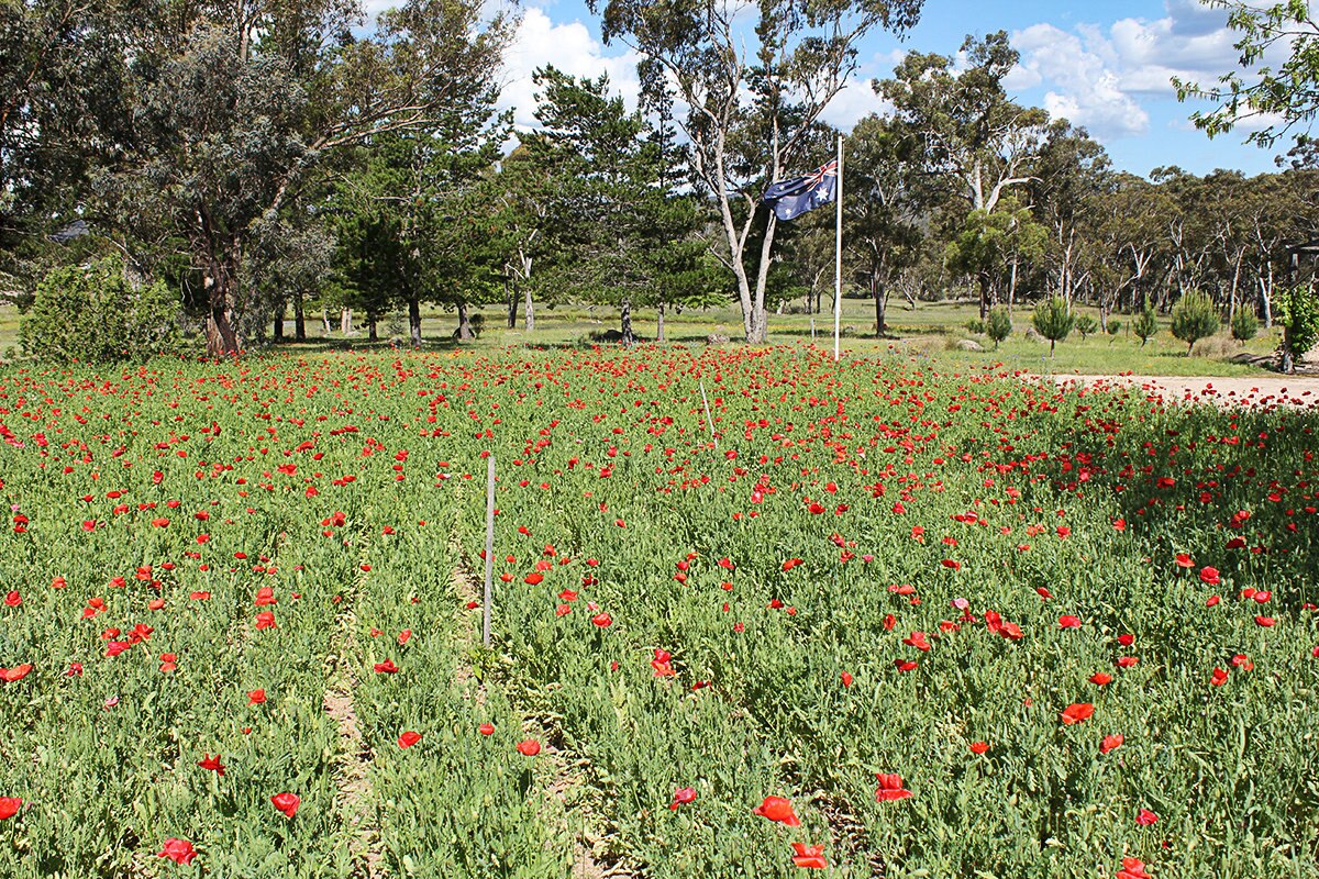 Field of poppies on the Granite Belt blooms in time for Remembrance Day ...