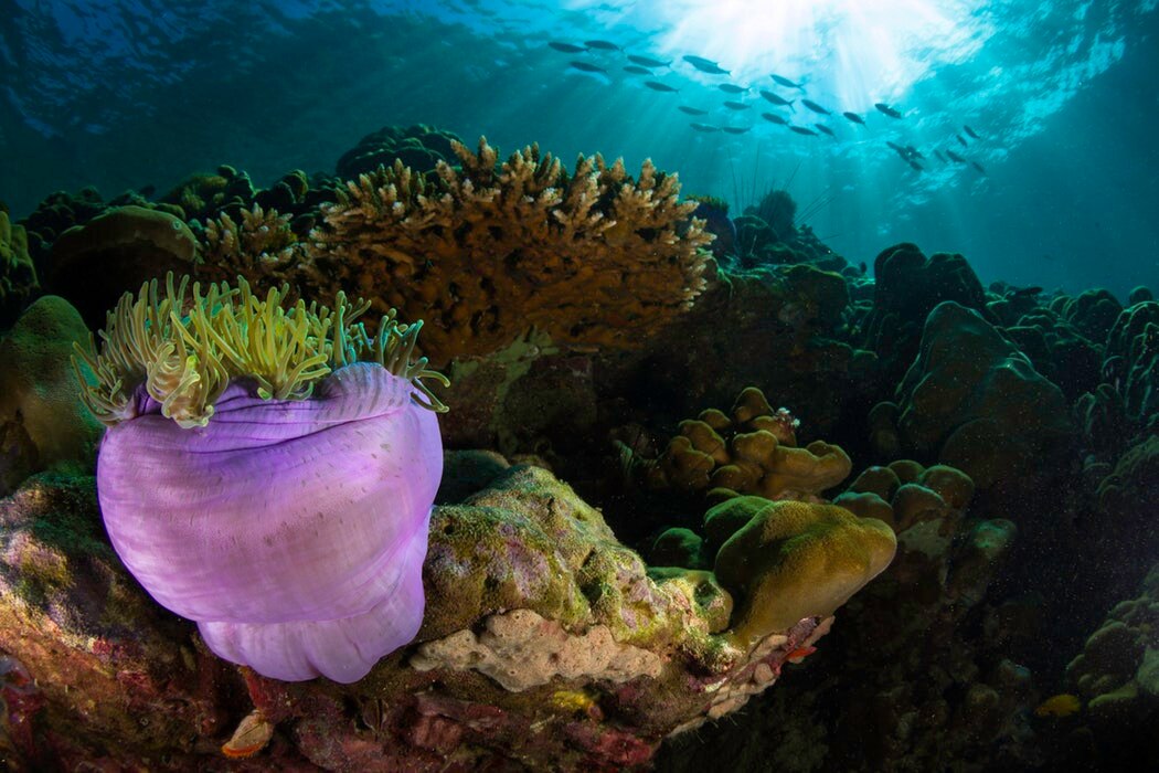 Reef charity defends receipt of public money - ABC listen