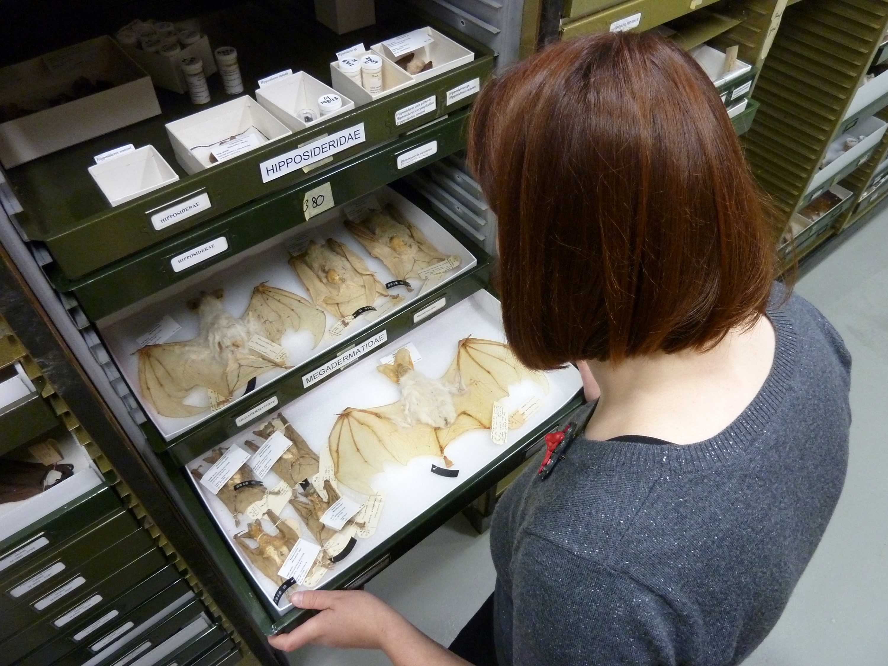 A day in the life of a museum taxonomist - ABC listen