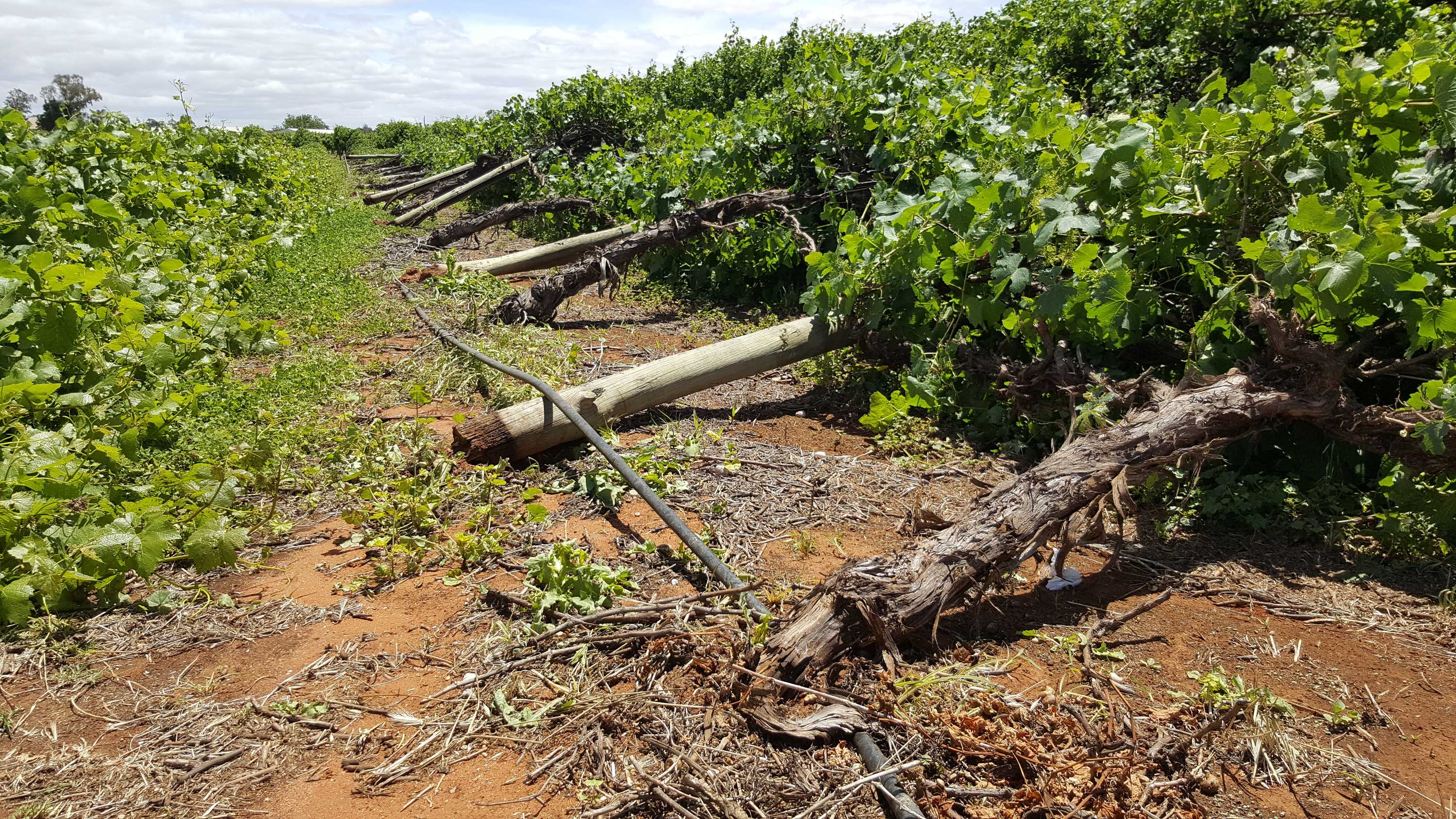 Riverland wine grape growers still assessing the damage after ...