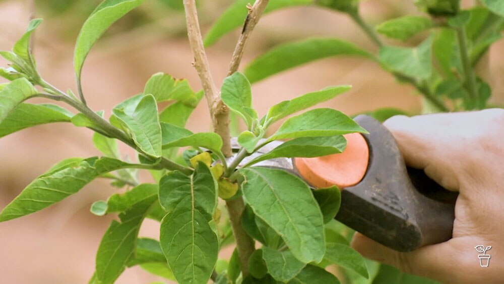 Top Tip: Spring Pruning - Gardening Australia