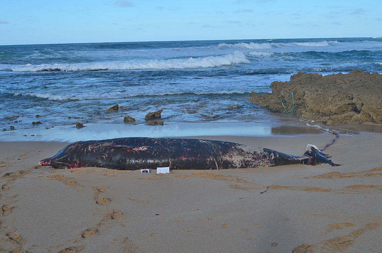 Dead whales on south-east beach - ABC News