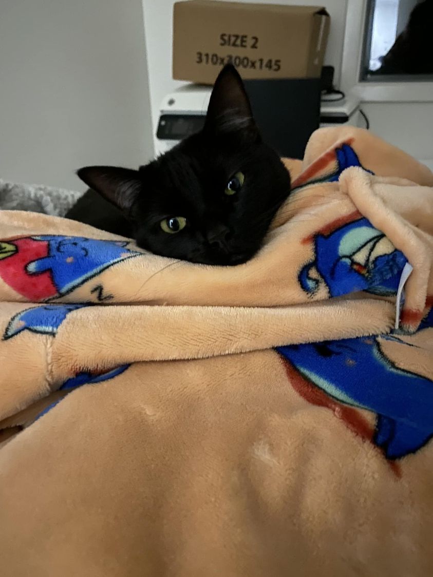 Finding Luna the cat - ABC listen