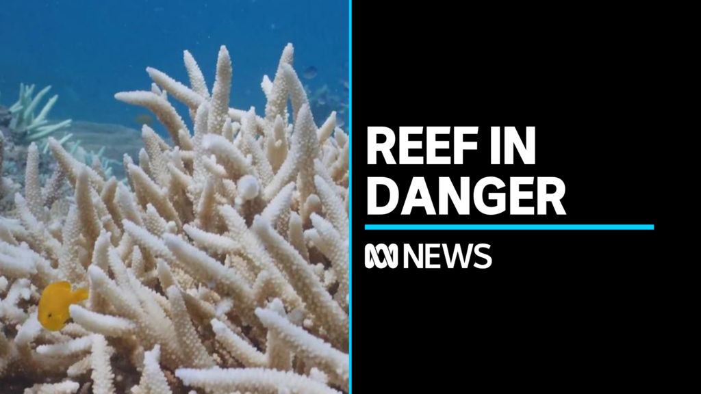 The Great Barrier Reef should be placed on UNESCO's 'in danger' list ...