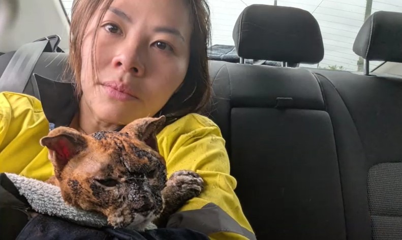 Woman who lost home in Koolewong bushfire to reunite with cat seriously ...