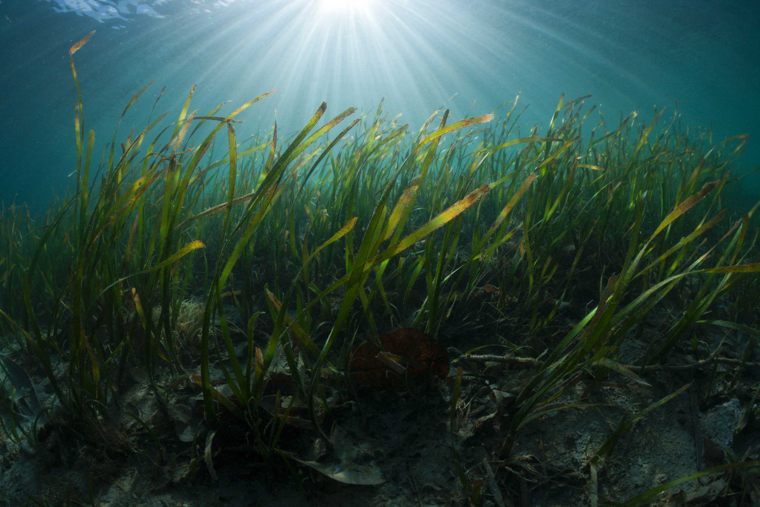Seagrass: unsung ecological hero, potential economic powerhouse - ABC ...