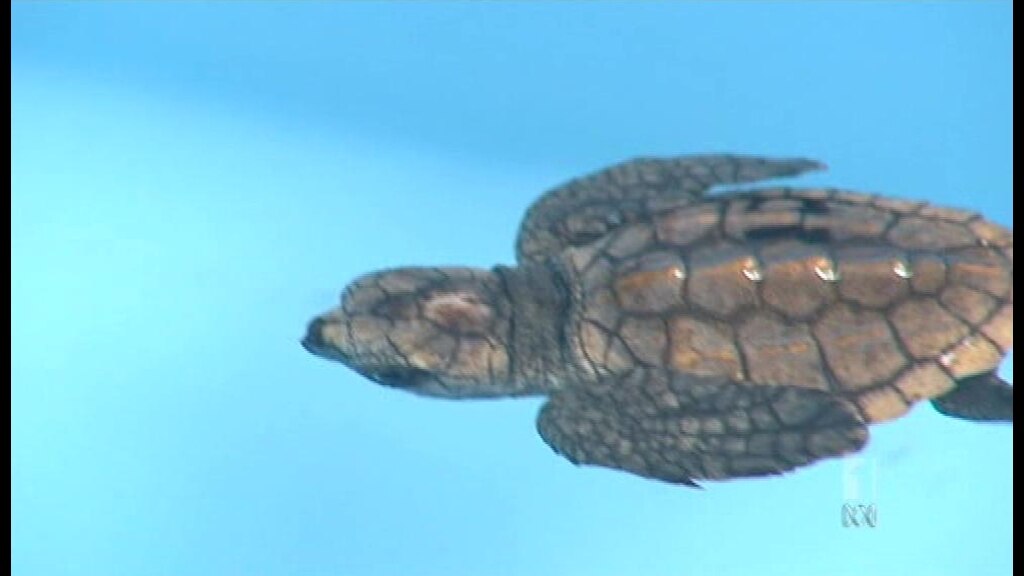 Three endangered baby turtles rescued on Gold Coast - ABC News