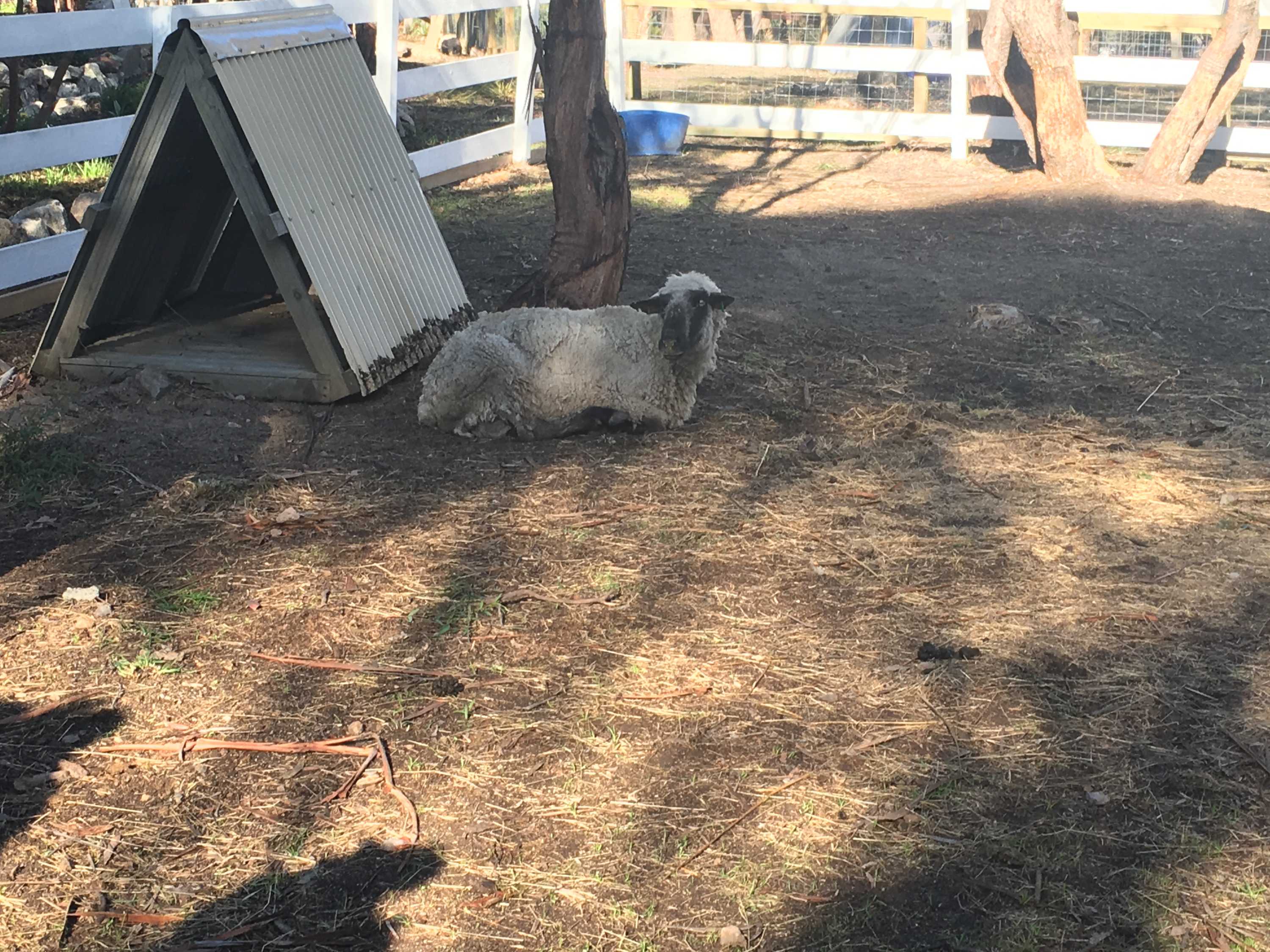 RSPCA seizes almost 180 animals living in 'substandard conditions' in ...