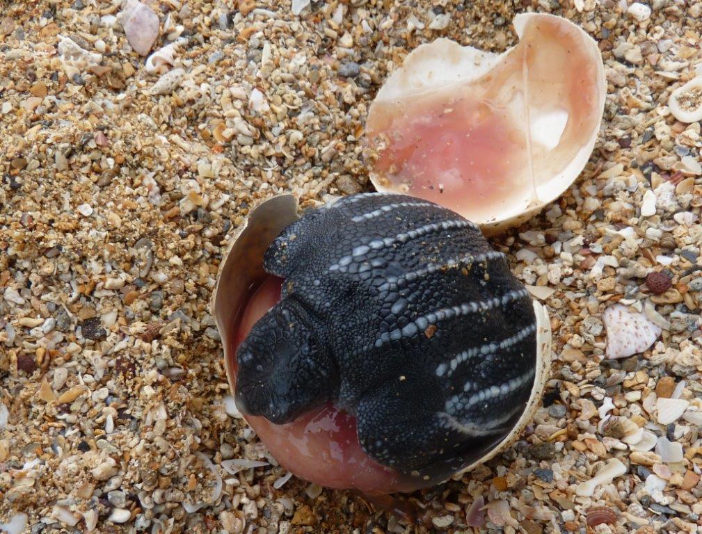 Rare leatherback sea turtle tracks identified by scientists in the Gulf ...