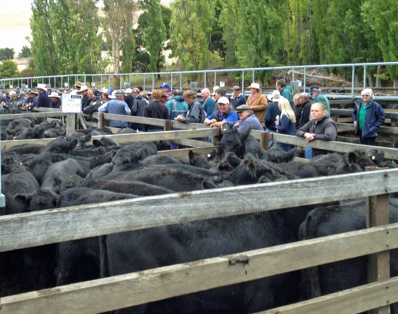 Farm upholds cattle sale tradition - ABC News