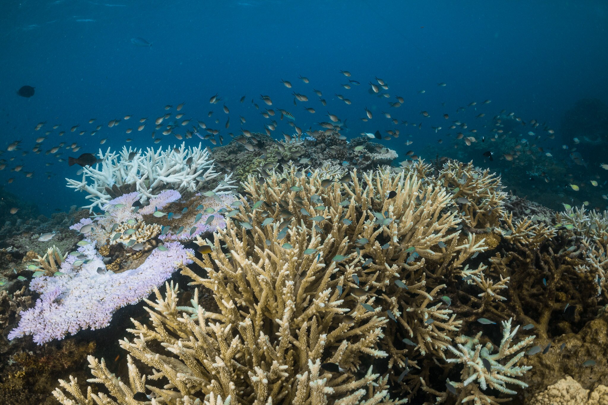 Threats to Great Barrier Reef must be 'tackled simultaneously' after ...