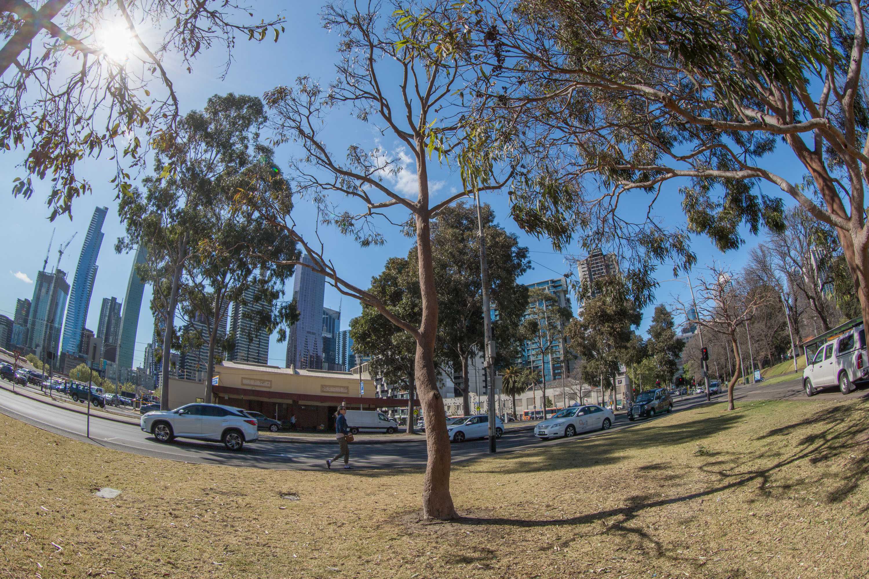 People from all over the world are sending emails to Melbourne's trees ...