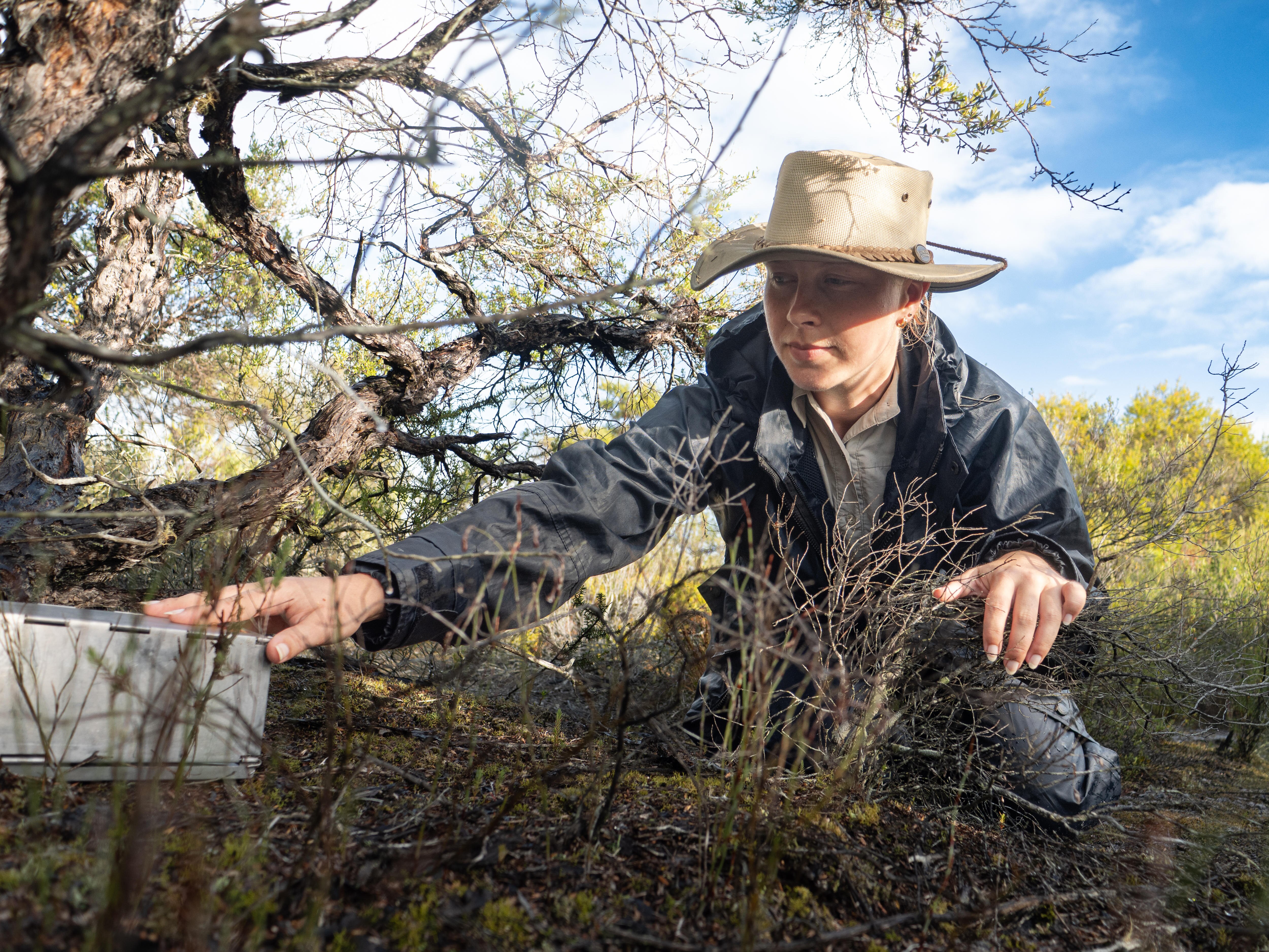 Rare pookila mouse rediscovered in Western NSW as species fights for ...