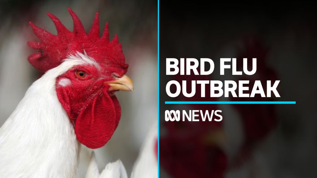 Many countries consider vaccination amid global bird flu outbreak - ABC ...