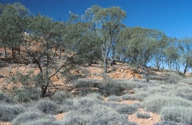 Acacia - another climate solution in easy reach - ABC listen