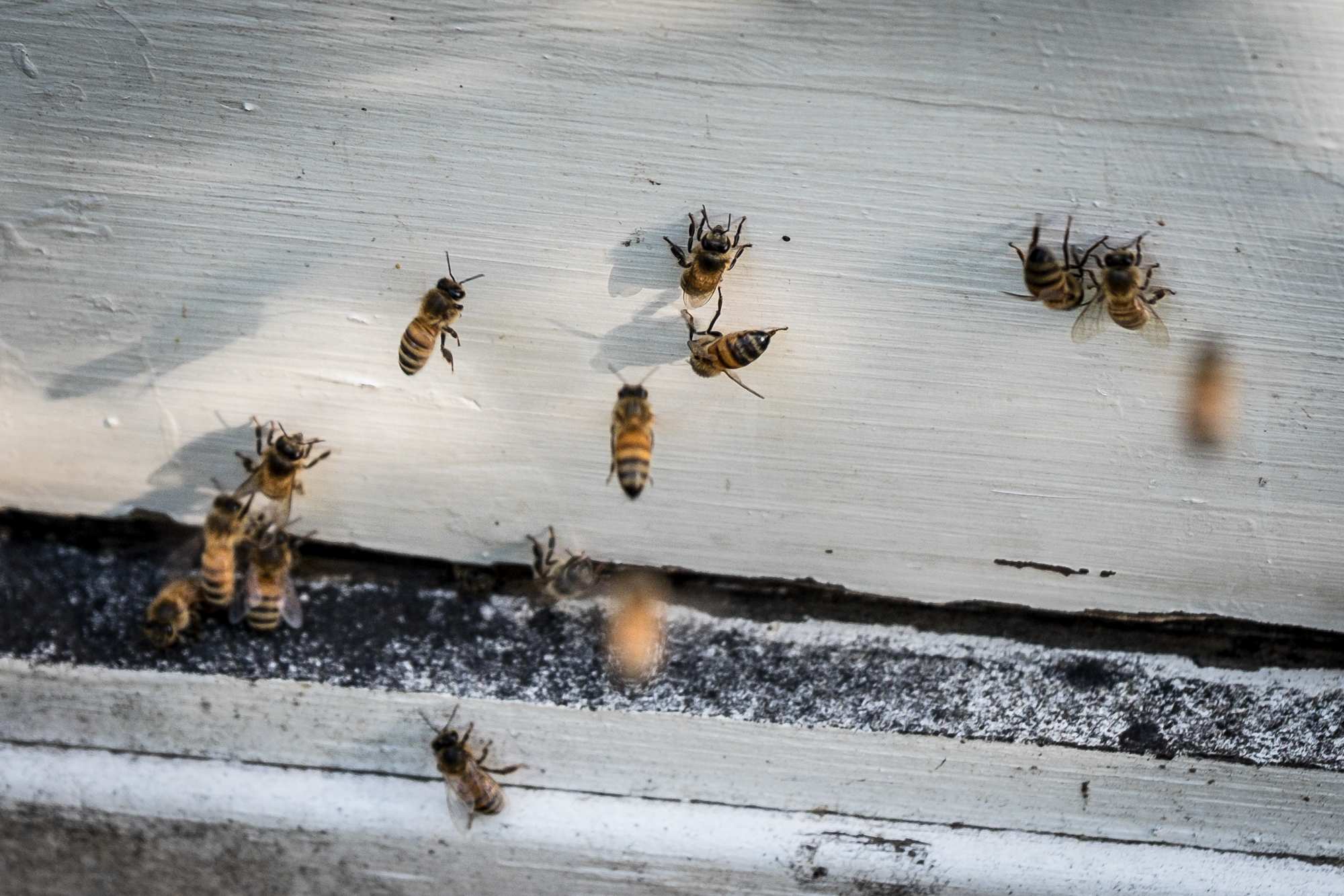 Bees get busy as spring comes to Sydney; most 'stressful' time for them ...