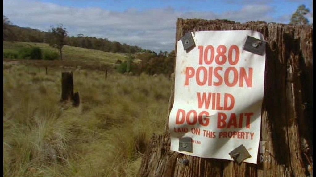 Fears 1080 poison killing drover dogs - ABC News