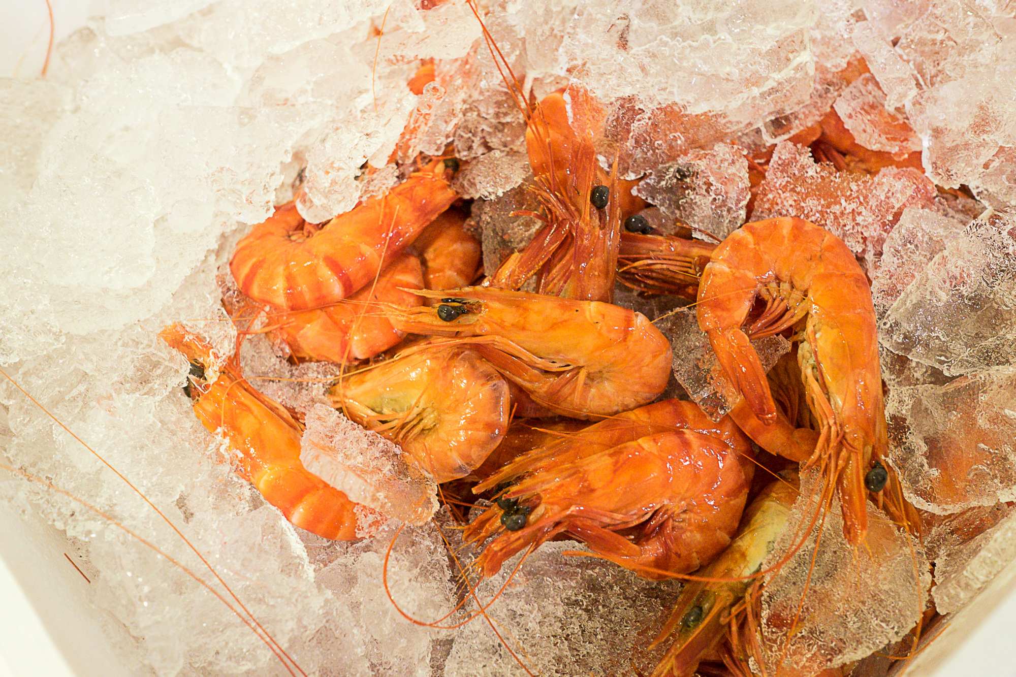 Sydney Fish Market prepares for Good Friday seafood feeding frenzy ...