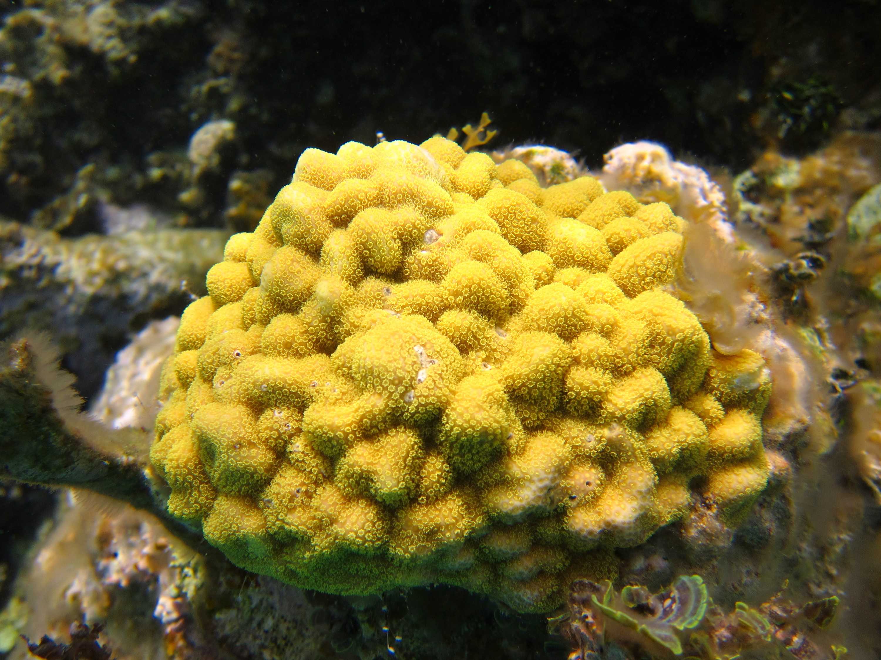 Annual bleaching could threaten some species of coral - ABC News