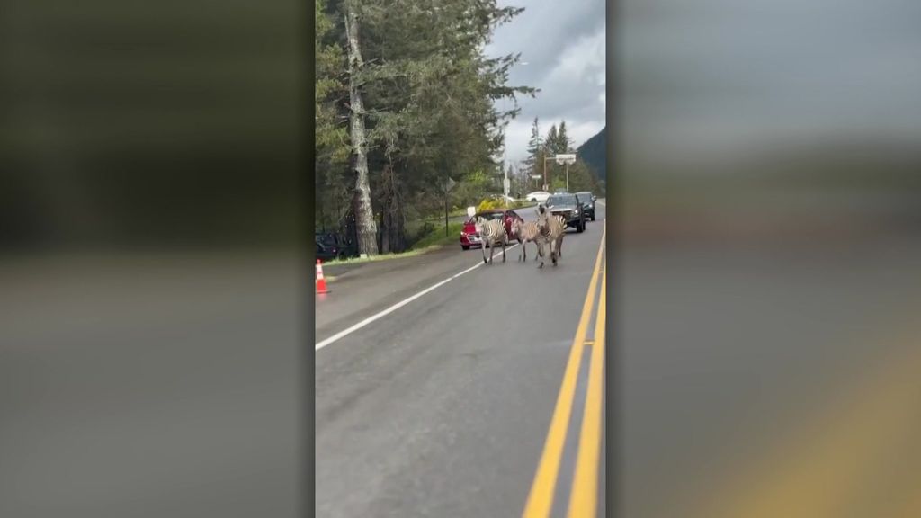 Zebra escape catches motorists off guard as they run through traffic in ...