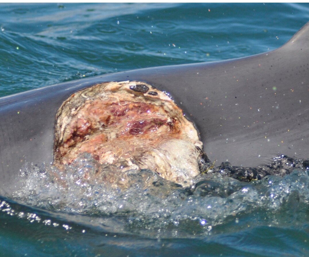 Shark attacks on dolphins on the rise in WA in line with rising ocean ...