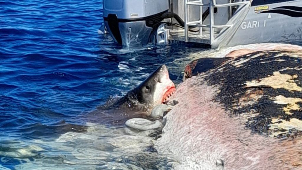 Sharks Eating Whale On Beach