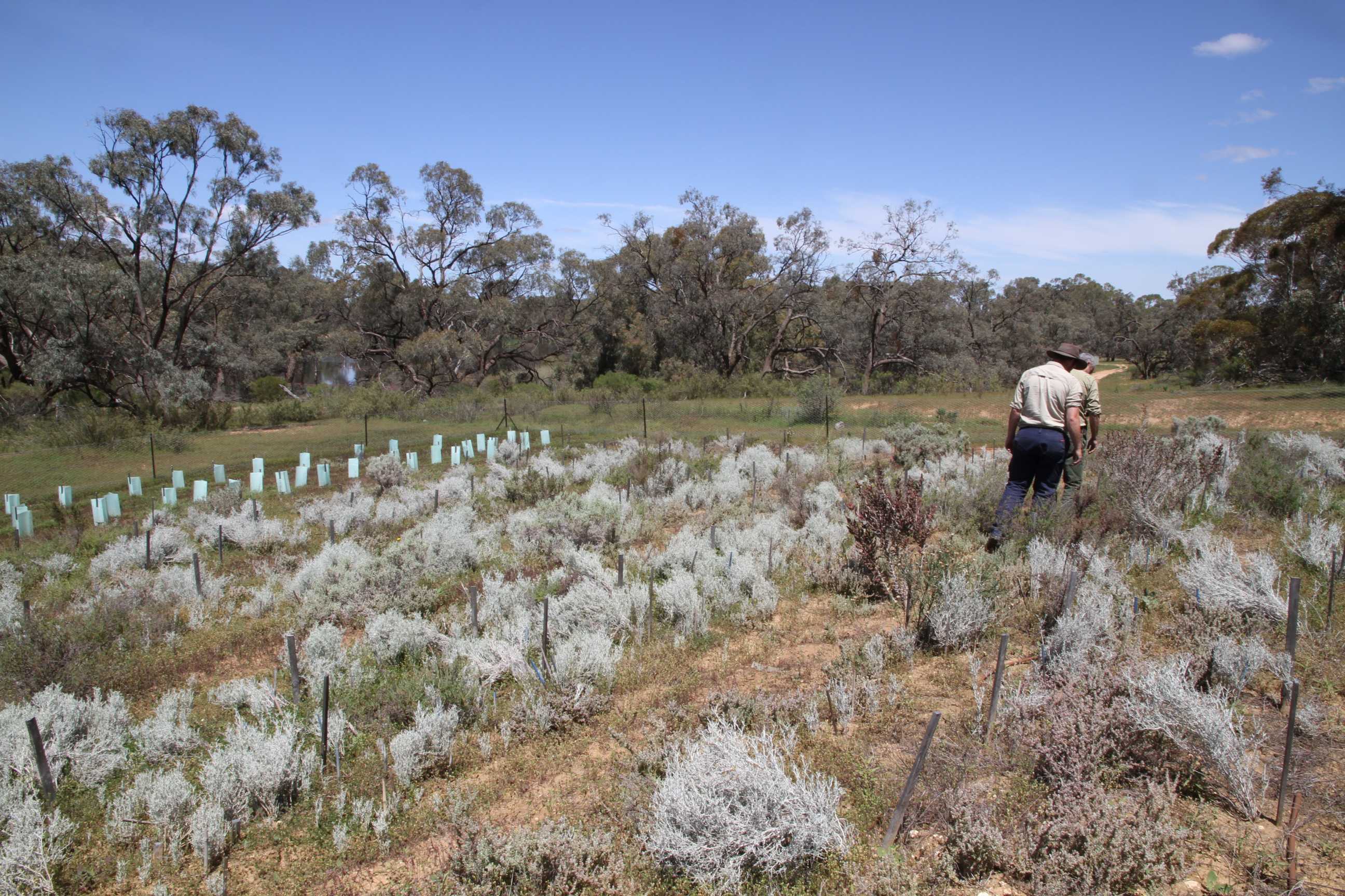 One of Australia's rarest plants, the spiny daisy, coming back from the ...