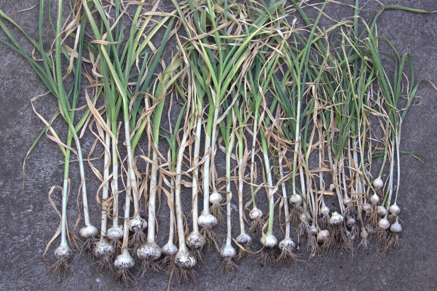 How to grow garlic in a small garden - ABC News