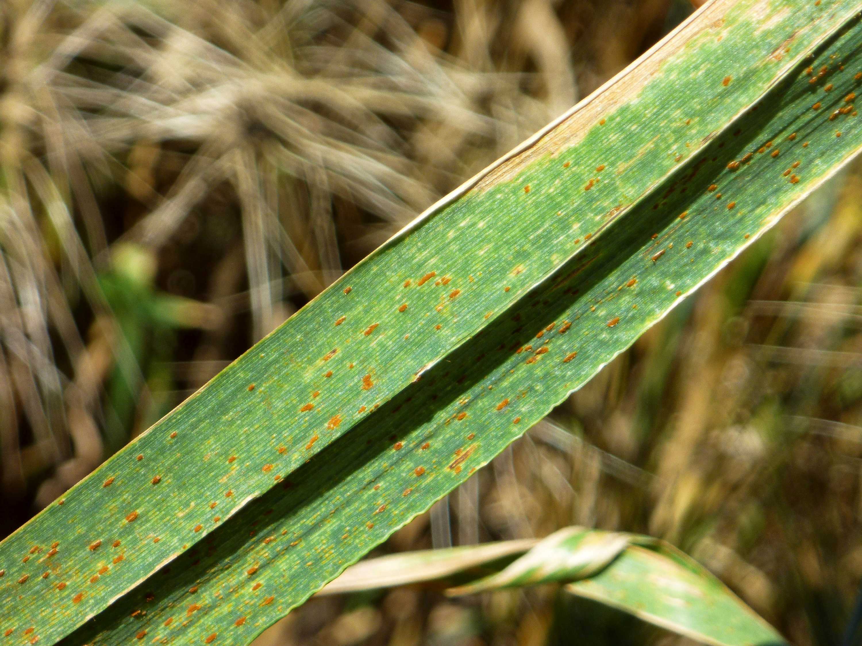 New strain of wheat leaf rust found in Western Australia - ABC News