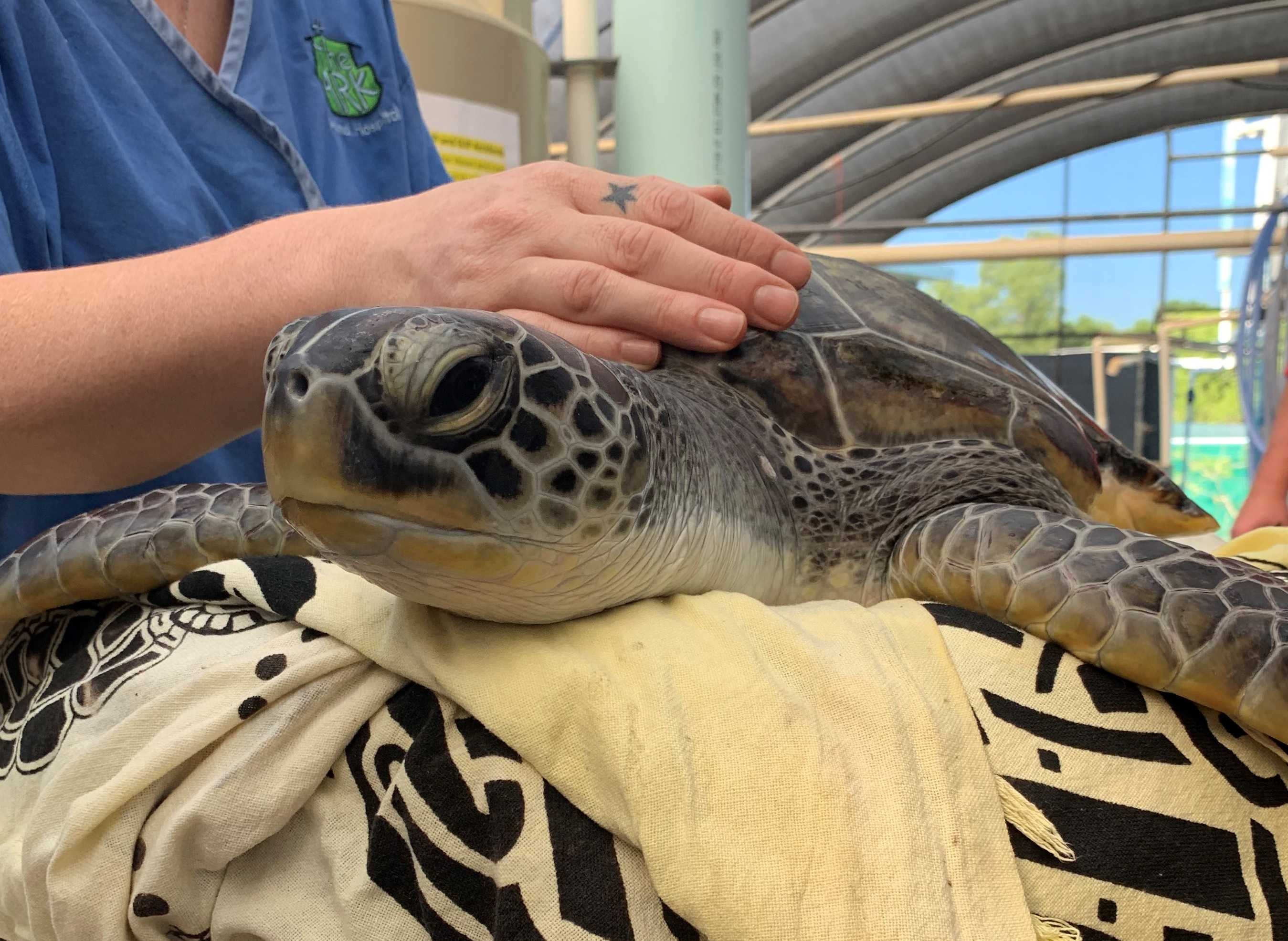 Arya the turtle released into wild after experimental surgery - ABC News