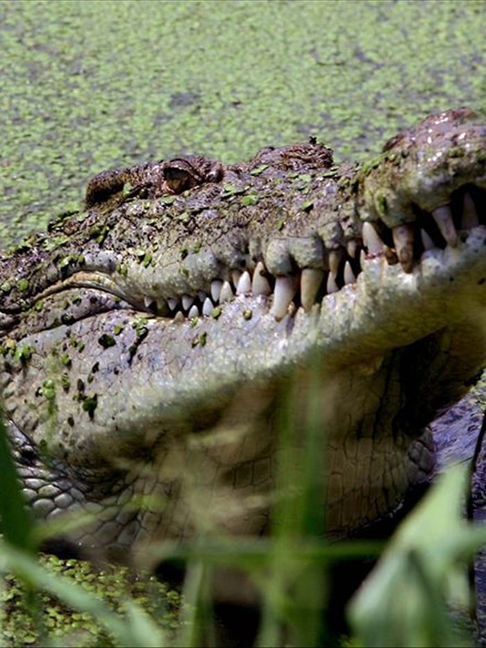 Man hospitalised after croc attack - ABC News