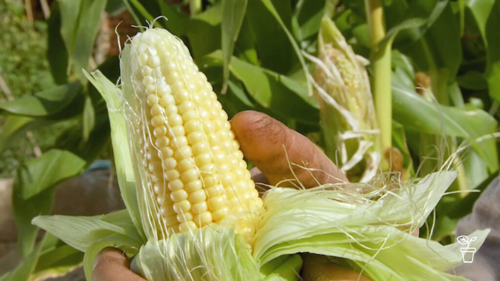 Summer Fruit Tree Pruning - Gardening Australia