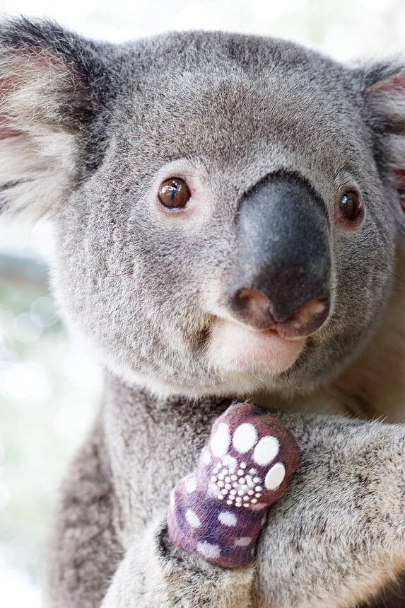Triumph the koala - ABC News
