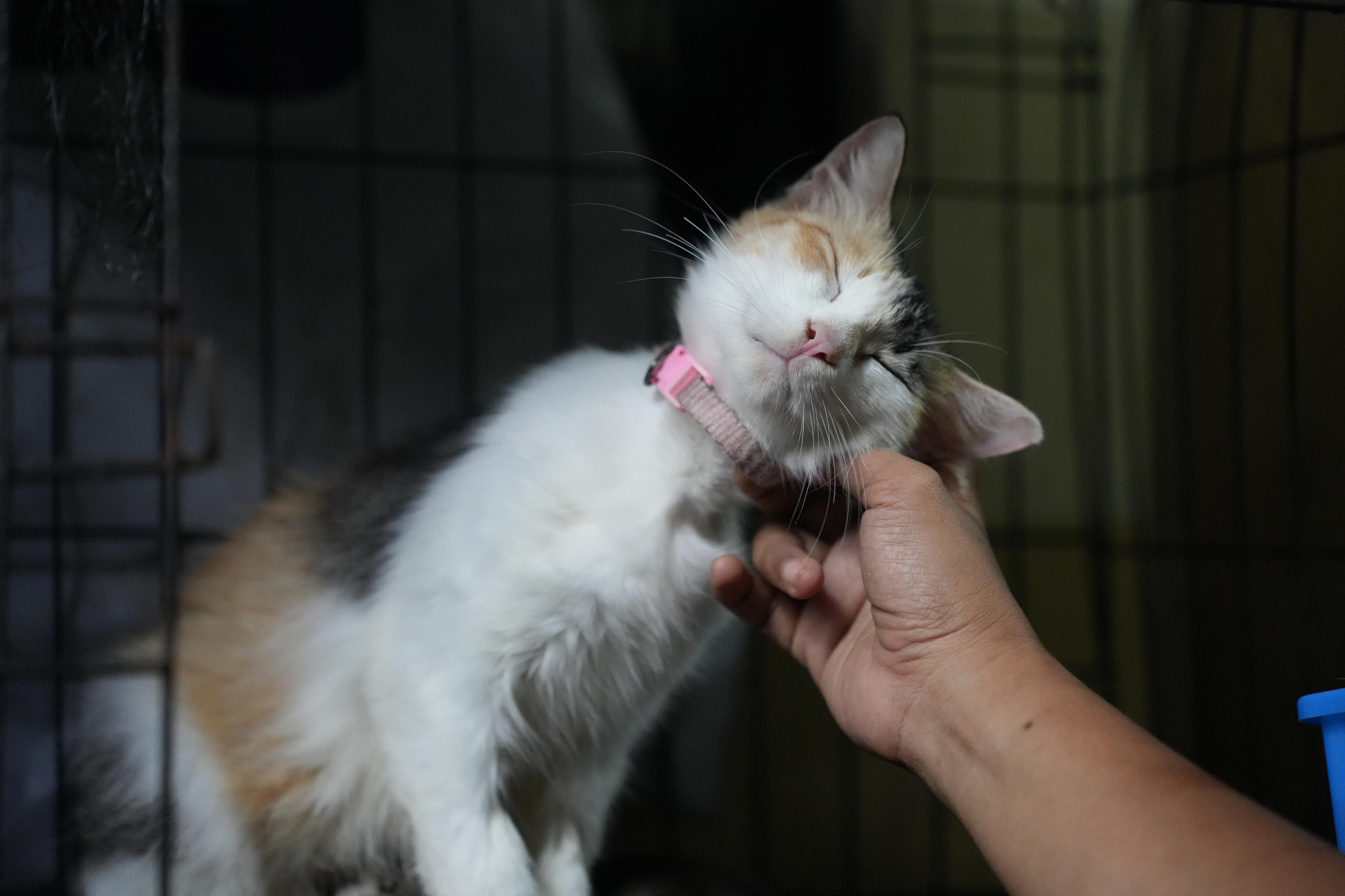 The underground vets working secretly to solve Jakarta's cat crisis ...