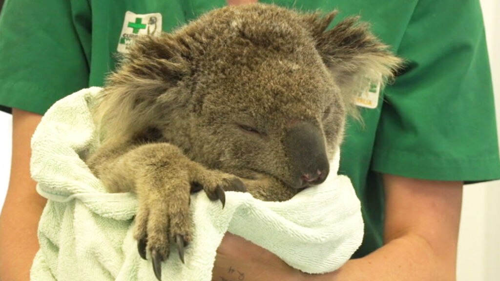 Injured koala rescued from bushfires - ABC News