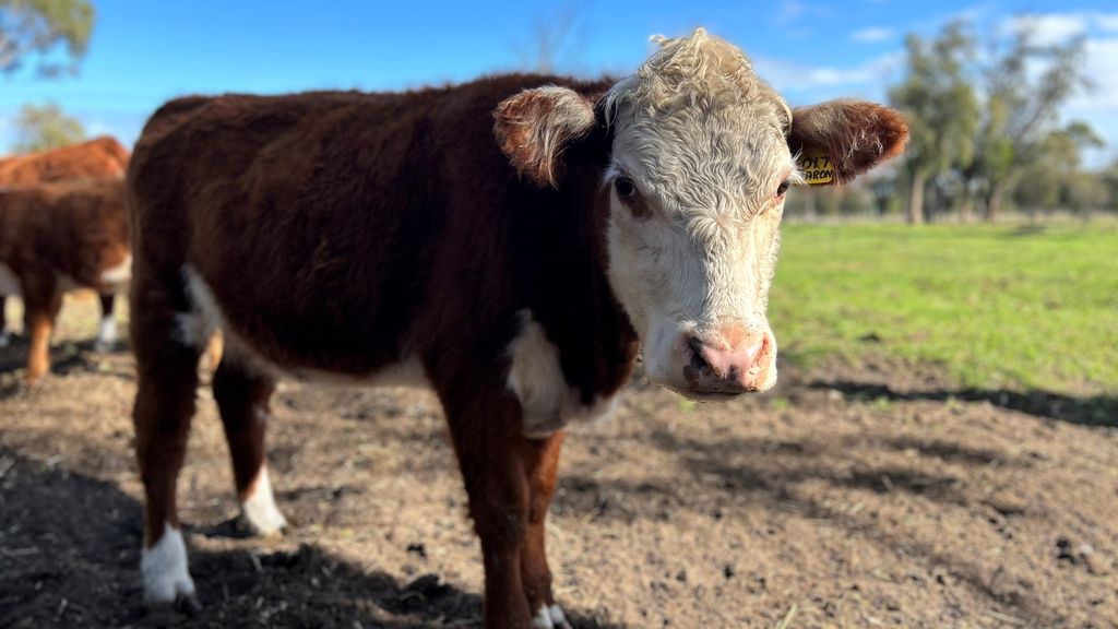 Small hobby farms can't get enough of miniature Herefords - ABC News