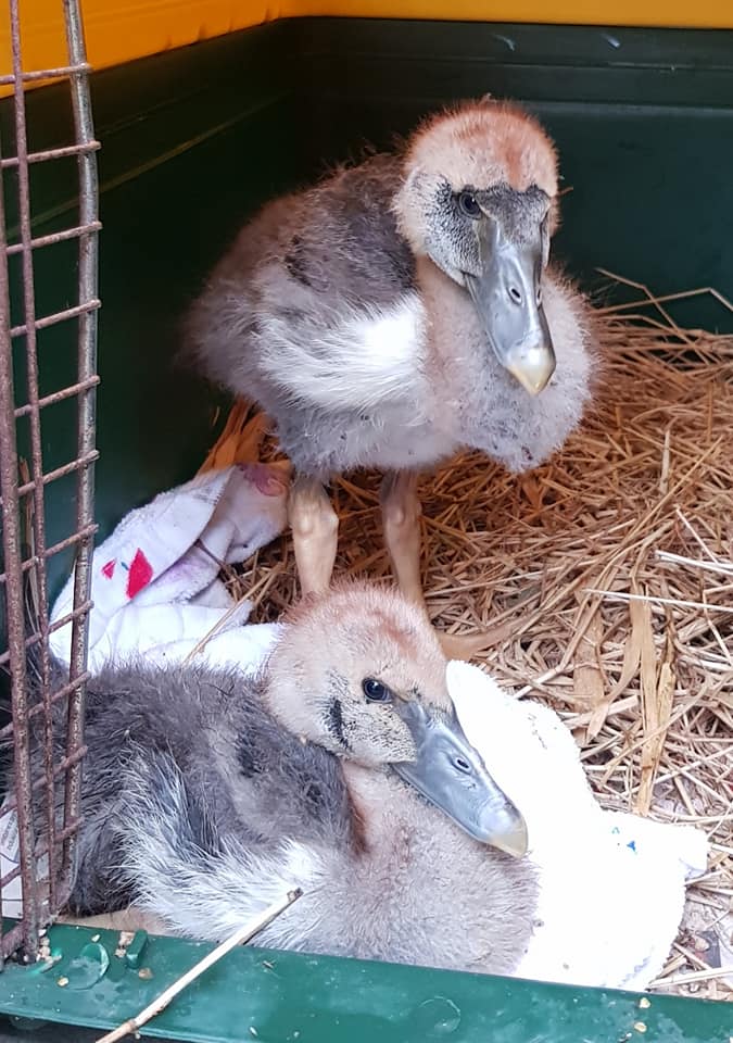 Magpie goose gosling killed in alleged animal cruelty incident in Far ...