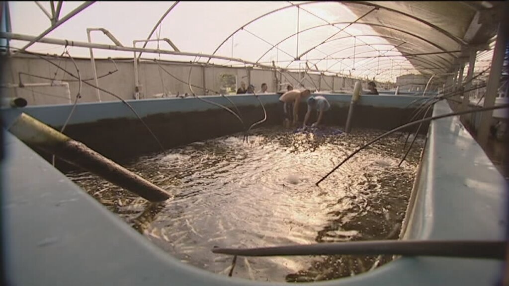 Breakthrough in understanding of fish disease - ABC News