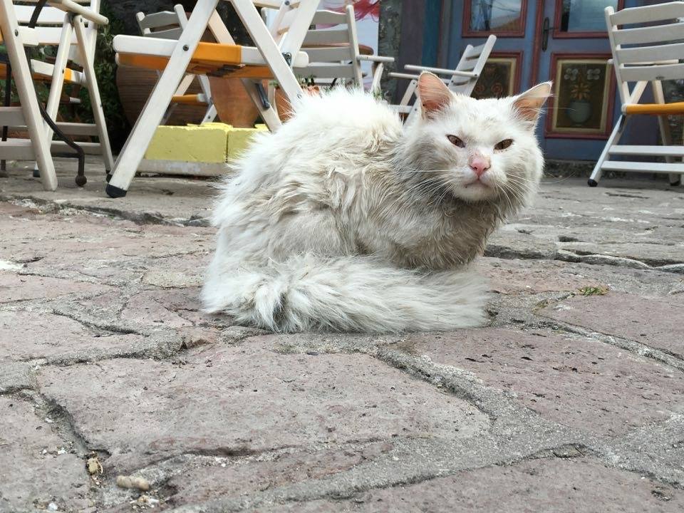 'Refugee cat' Kunkush reunites with Iraqi family after four-month, 4 ...