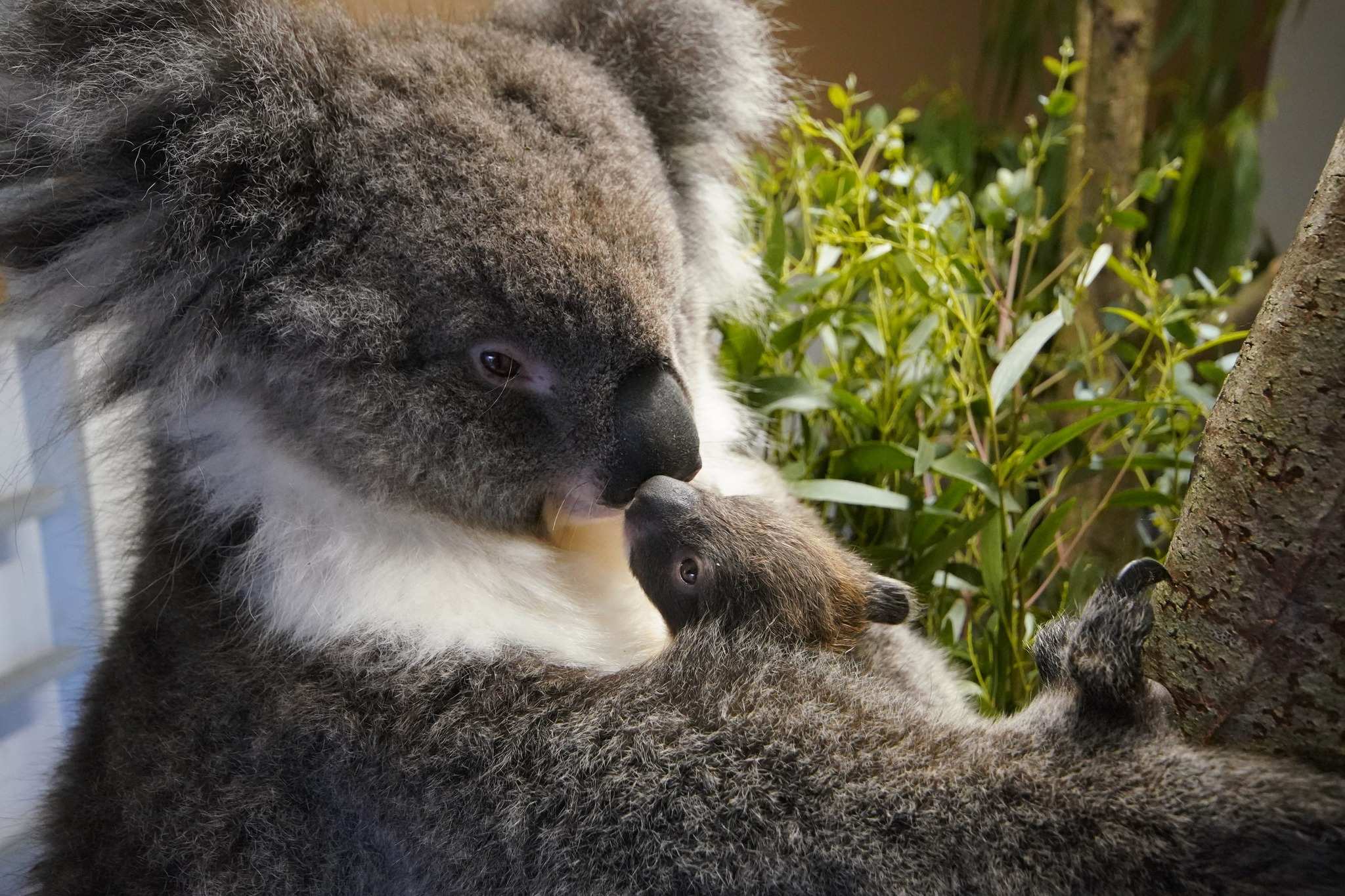Very special arrival as Adelaide koala gives birth to joey in UK safari ...