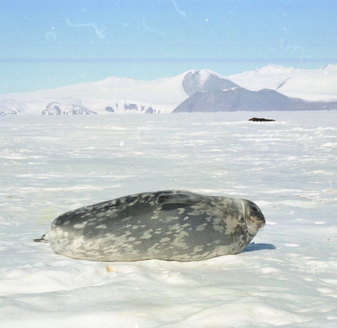 This courting song by a Weddell seal, recorded by researcher Peter ...