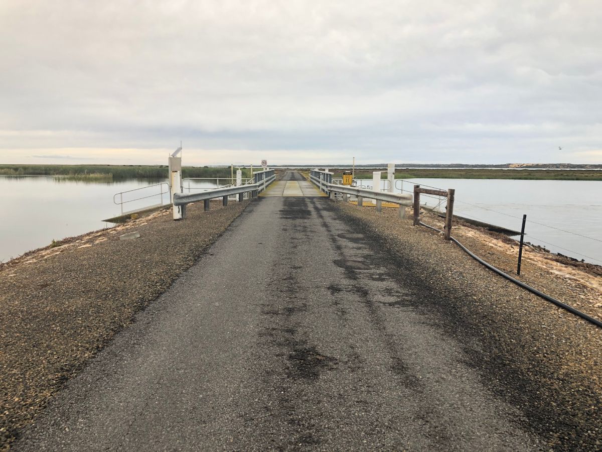 How do you run cattle and sheep in a swamp? This farm has done it for ...
