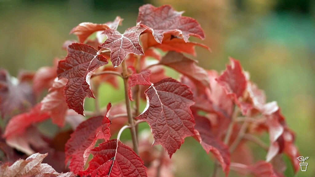 Plant Profile | Oak-leaf Hydrangea - Gardening Australia