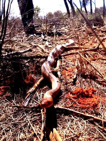 Zoologists find rare woma python in Red Centre - ABC News