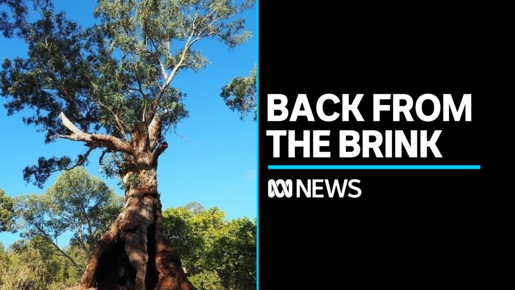 Centuries-old tree brought back from brink in Adelaide's foothills ...