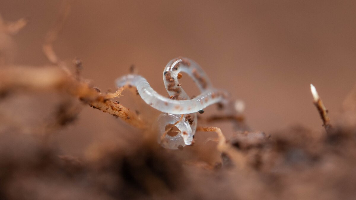 UK soil ecologist Frank Ashwood photographs tiny creatures on ...