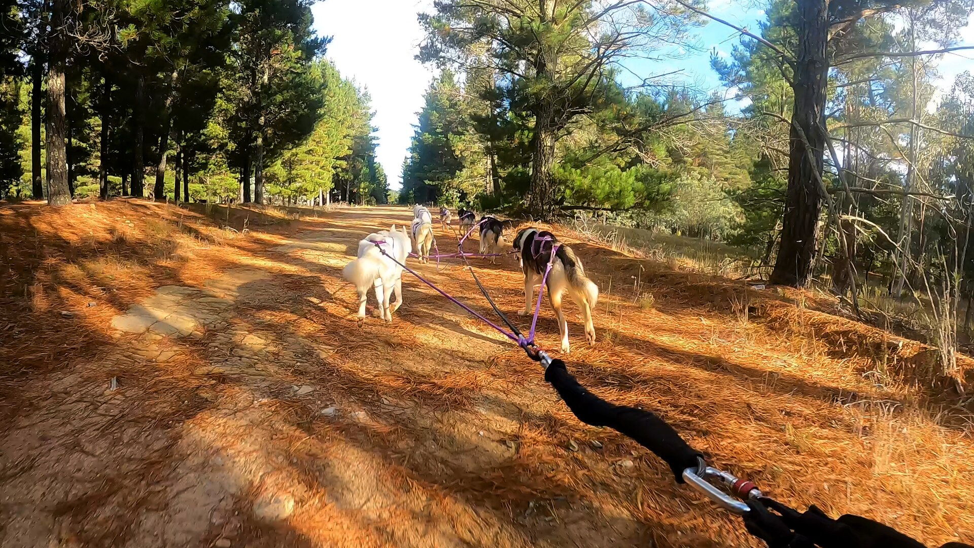 Inside the world of Siberian husky dog-sledding — an ancient practice ...