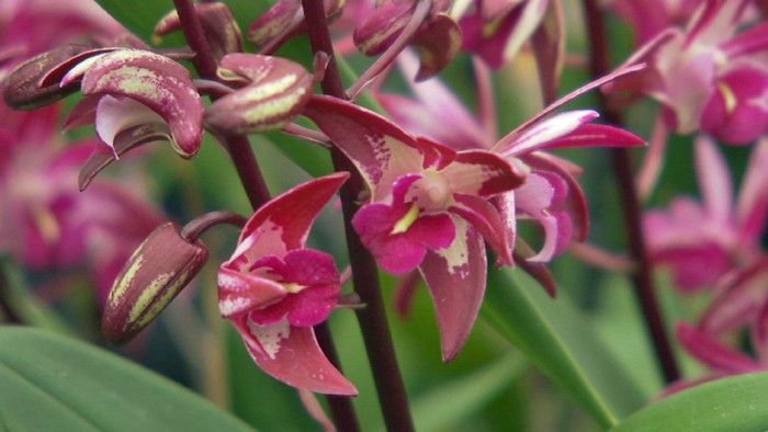 Come in Spinner - DIY Soil Sieve - Gardening Australia