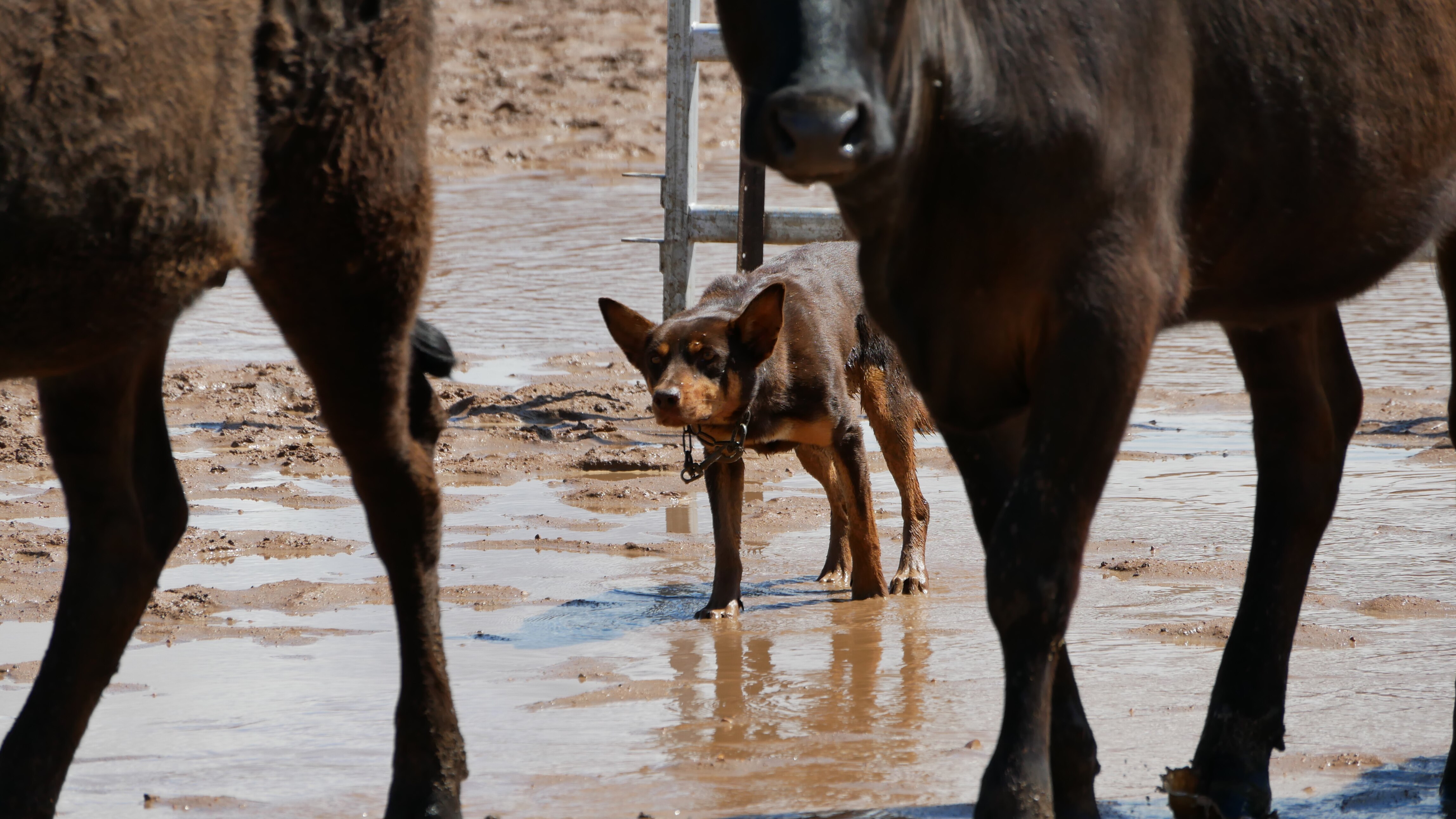 Dog trials take off across regional Australia, driven by community ...